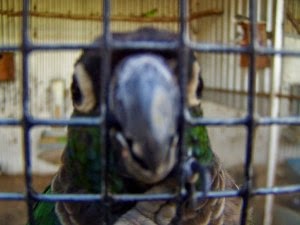 Parrot Allergy Alert! Top Symptoms & How To Get FAST Relief
